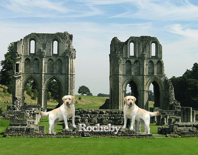 Welcome to the World Famous Labradors